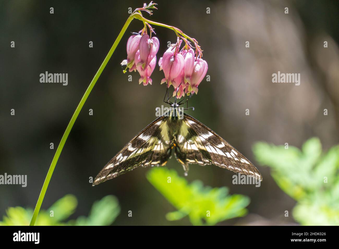 Pale swallowtail hi-res stock photography and images - Alamy