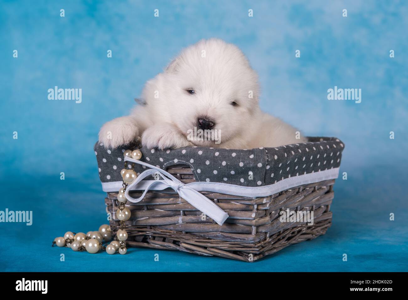 White fluffy small Samoyed puppy dog in a gift box in front of blue ...