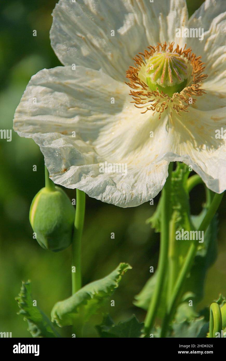 White poppy hi-res stock photography and images - Alamy