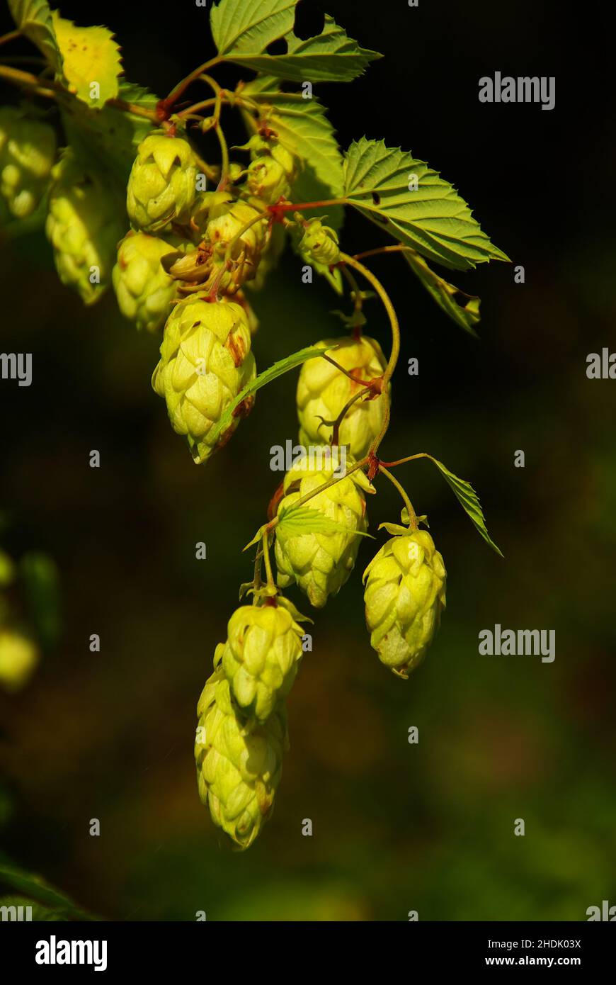 hop, hop crop, hops, hop crops Stock Photo - Alamy