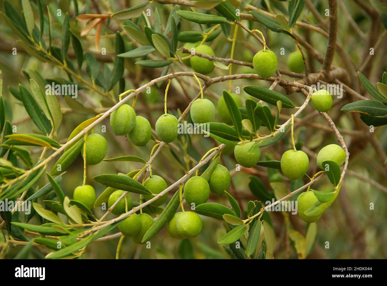 olive branch, olives, olive branchs, olive Stock Photo - Alamy