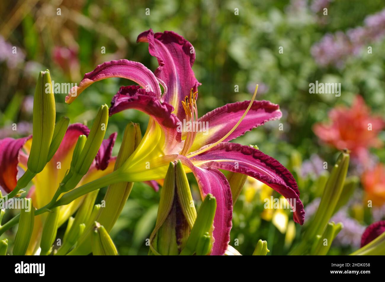 lily, day lily, lilies, day lilies Stock Photo - Alamy
