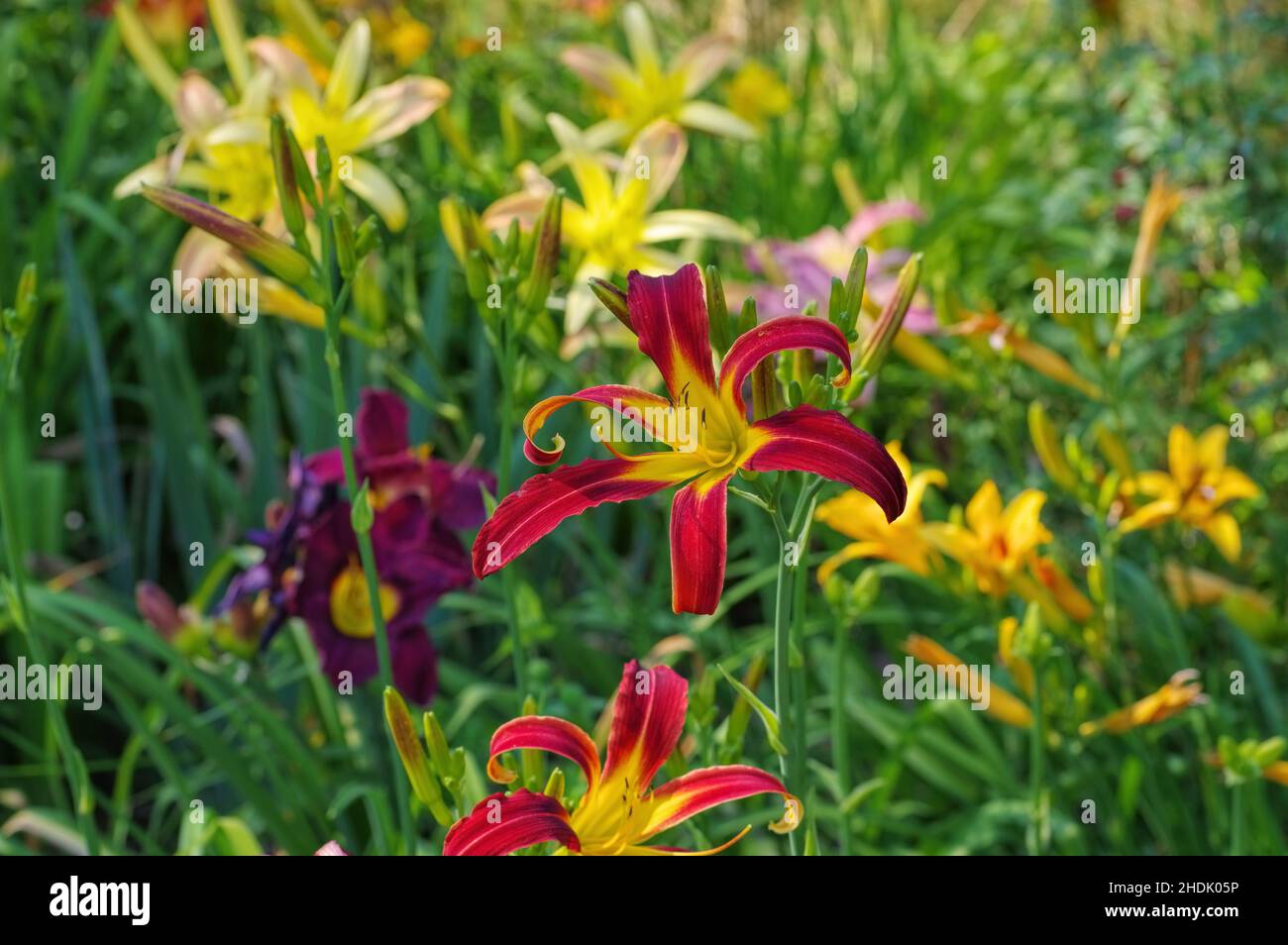 day lily, flower garden, day lilies, flower gardens Stock Photo - Alamy