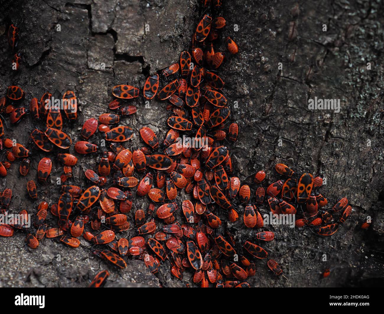 The European Firebug on the tree. Large concentration of striking red ...