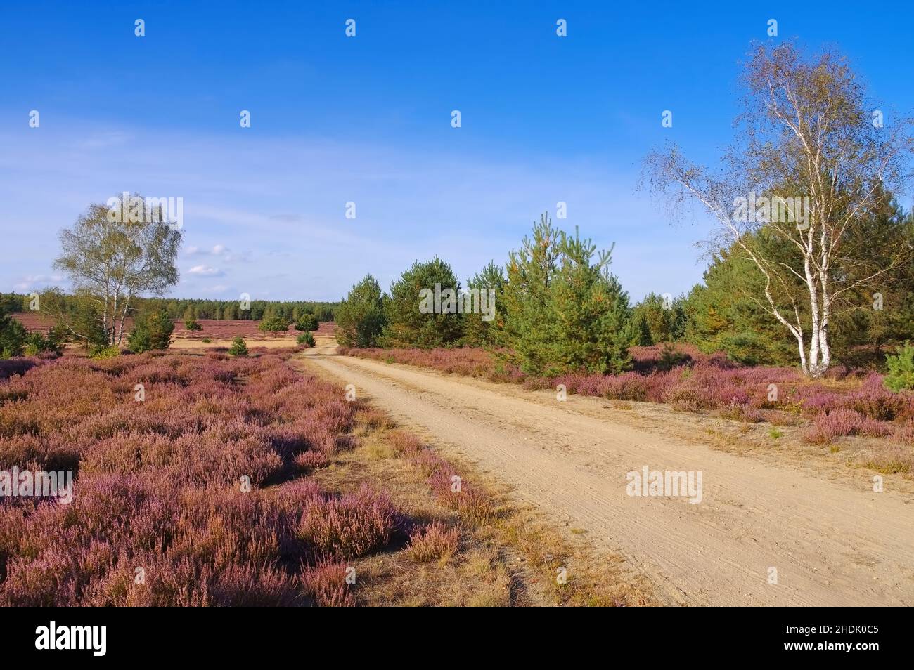 heath, moorland, heather, heaths, moorlands Stock Photo - Alamy