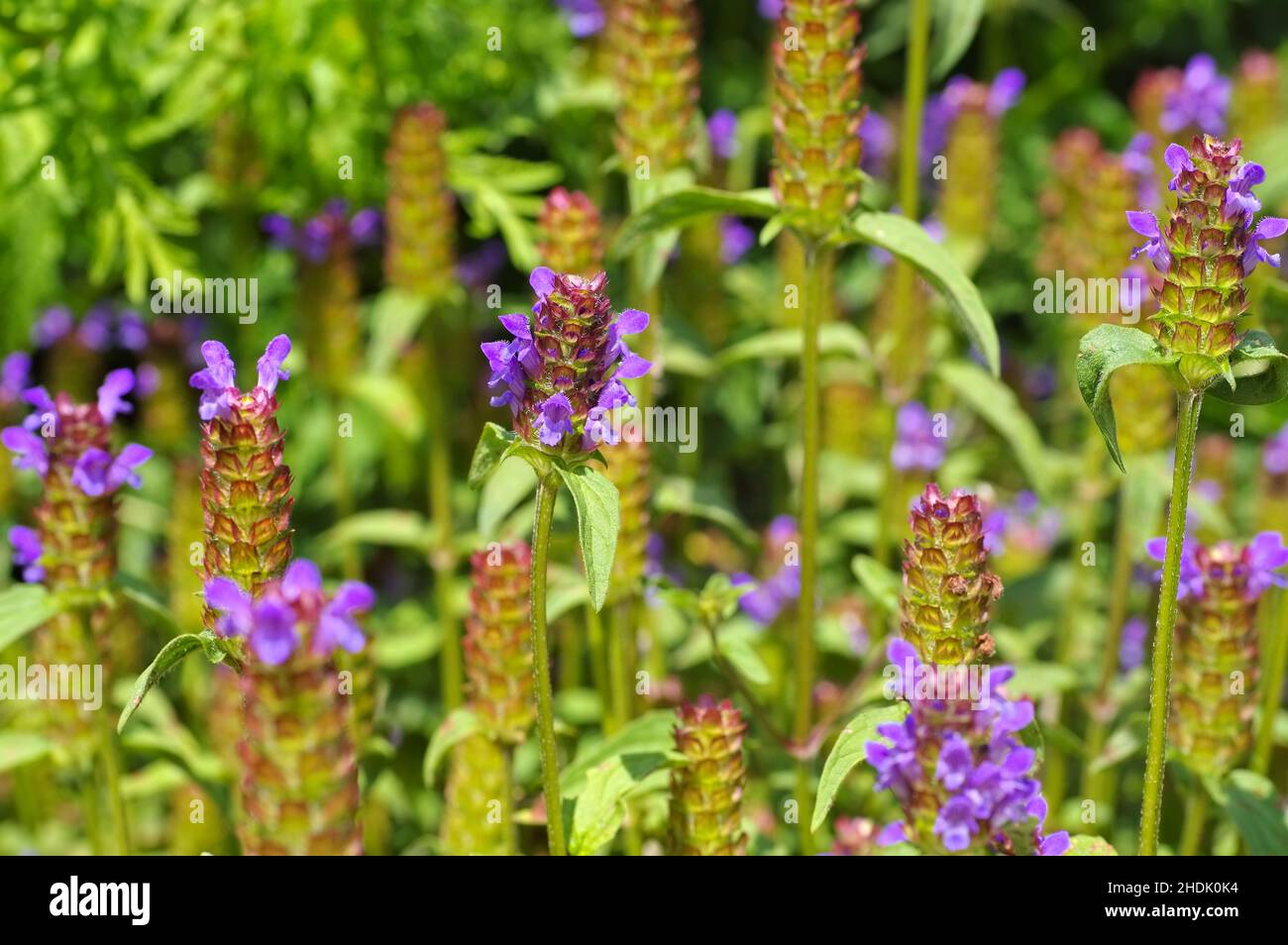 prunella vulgaris, common self-heal, heal-all Stock Photo - Alamy