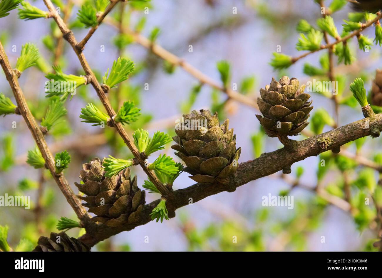 larch tree, larch cones, larch trees, conifer cone Stock Photo - Alamy