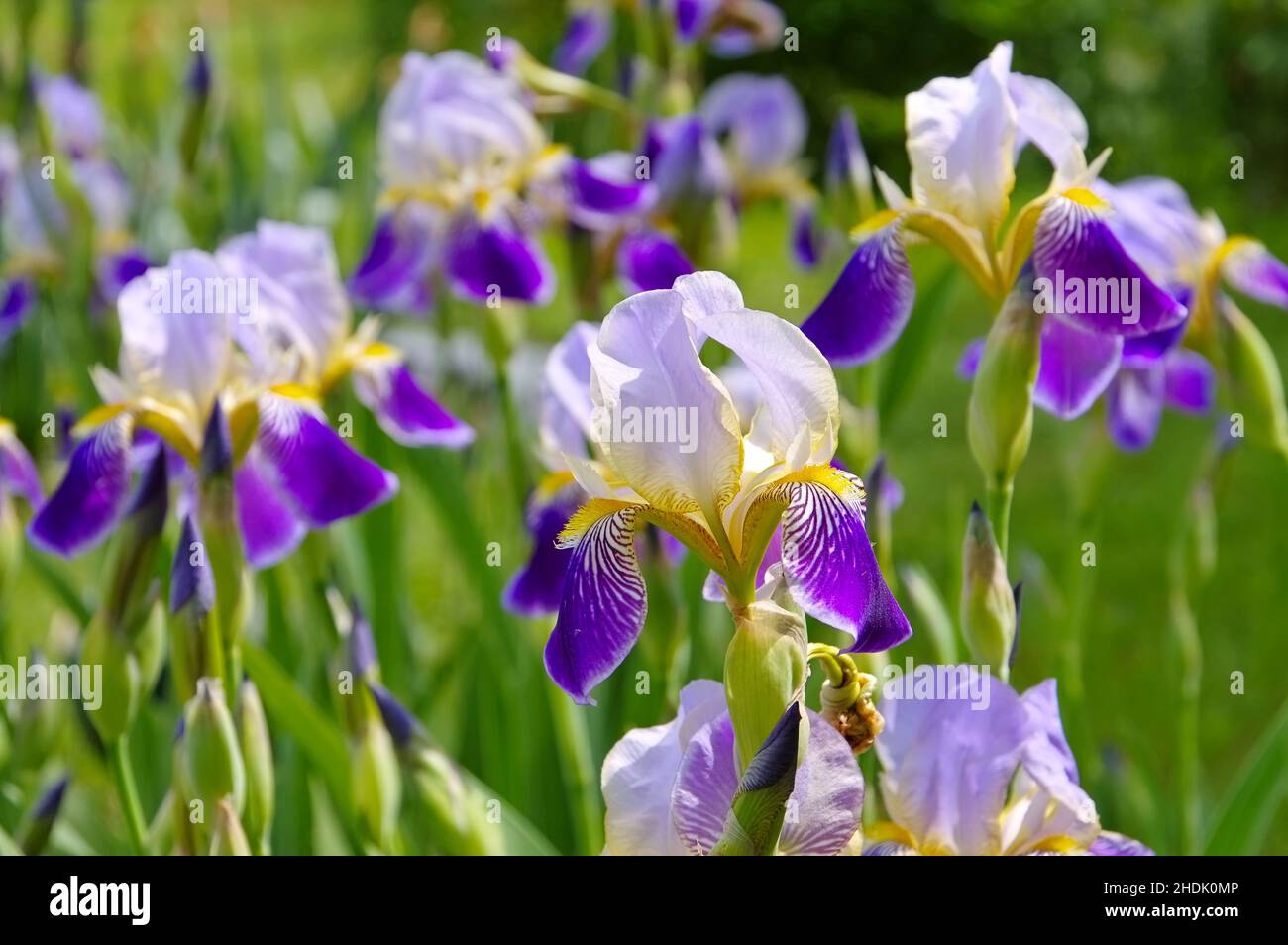 sword lily, sword lilies Stock Photo - Alamy