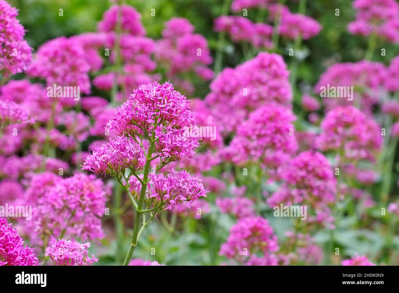 Fedia hi-res stock photography and images - Alamy