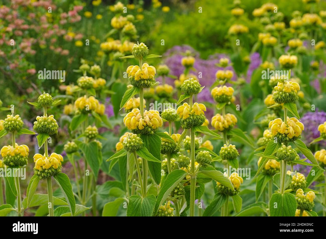 Russell flower hi-res stock photography and images - Alamy