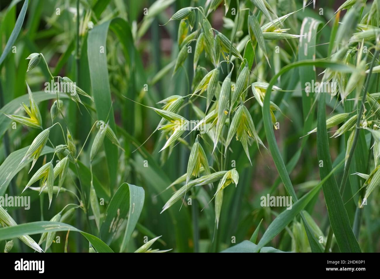 panicle, oat, panicles, oats Stock Photo - Alamy