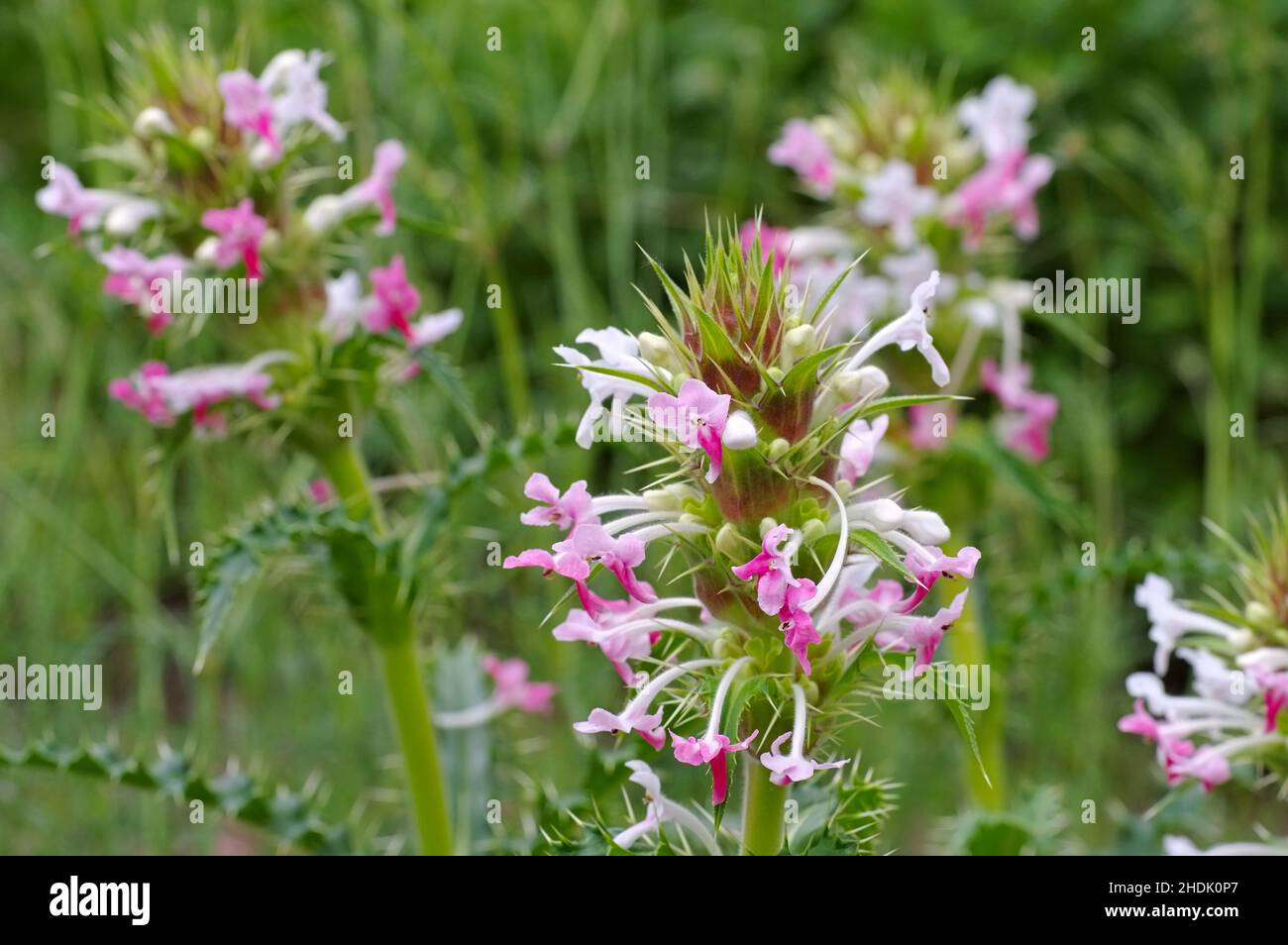 Plant morina longifolia hi-res stock photography and images - Alamy