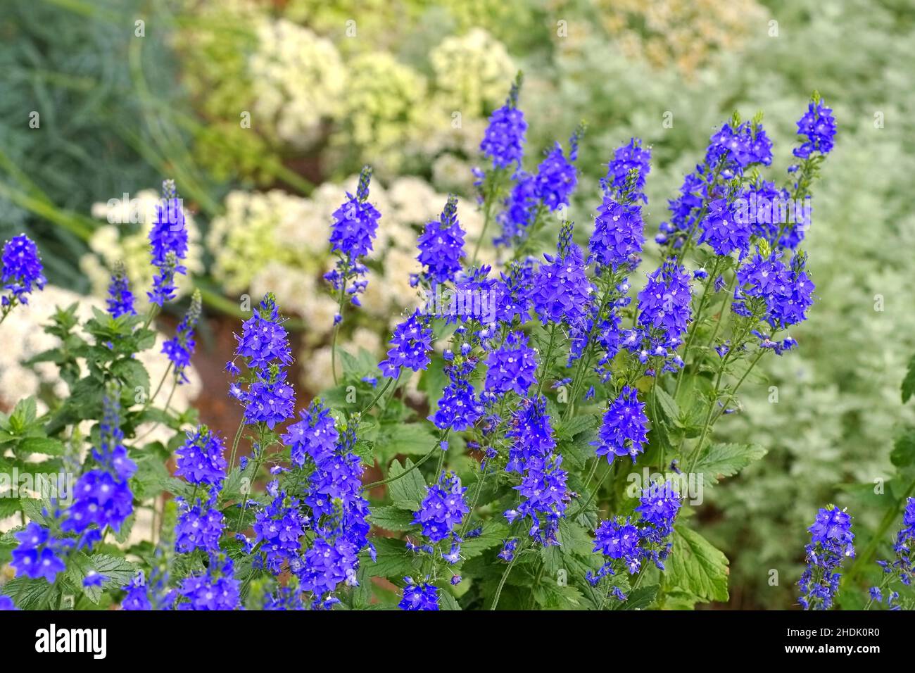 veronica, bird's eye, gypsyweed, speedwell Stock Photo - Alamy