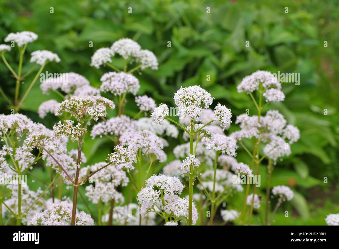 Valerian plants horizontal hi-res stock photography and images - Alamy