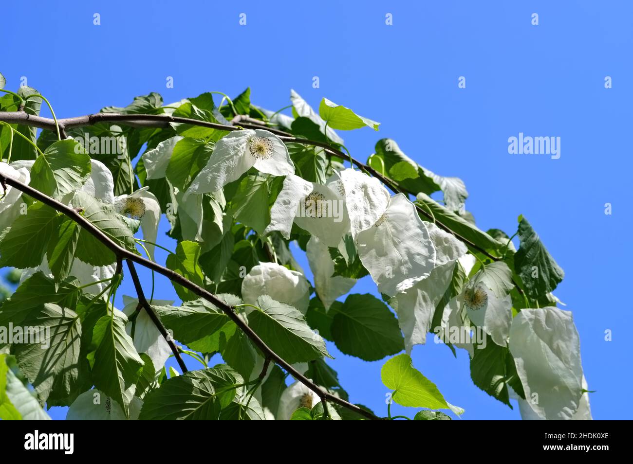handkerchief tree, pocket handkerchief tree, davidia involucrata, dove ...