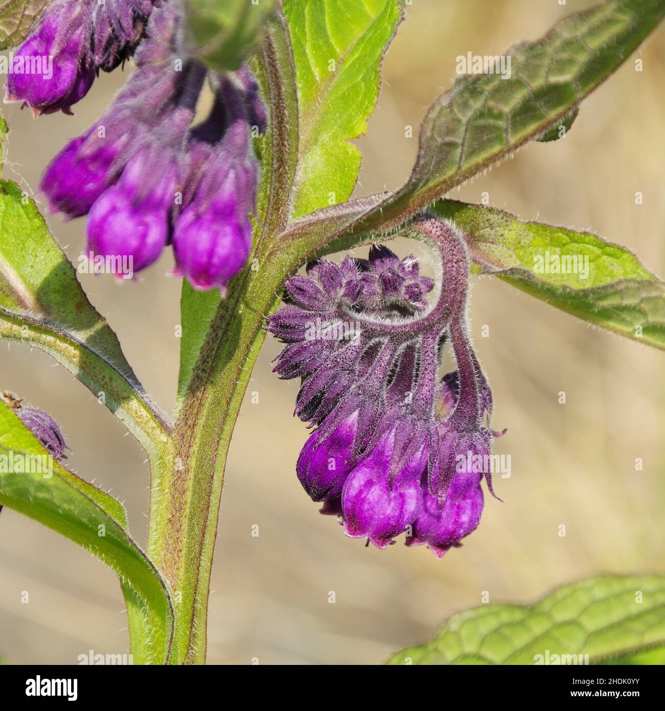 Comfreys hi-res stock photography and images - Alamy
