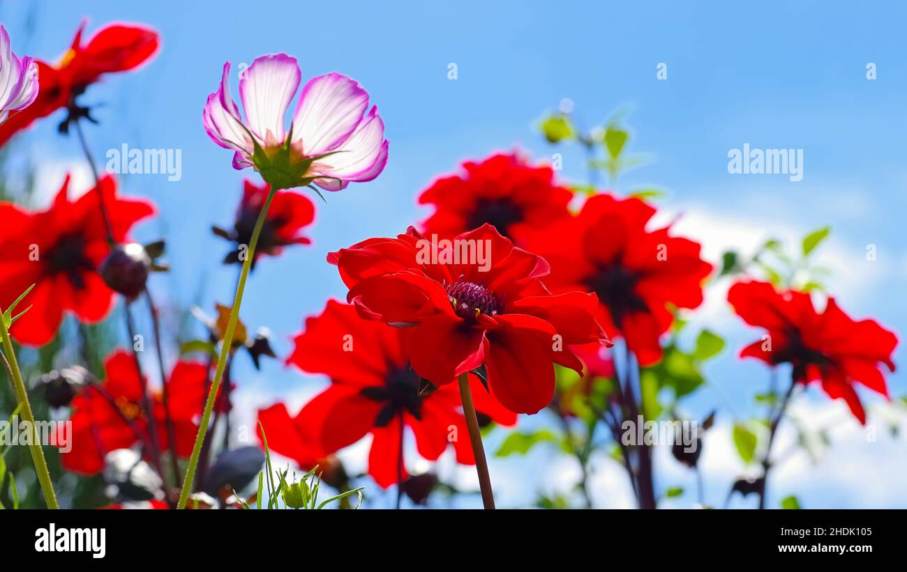 flower, dahlia, flowers, dahlias Stock Photo - Alamy