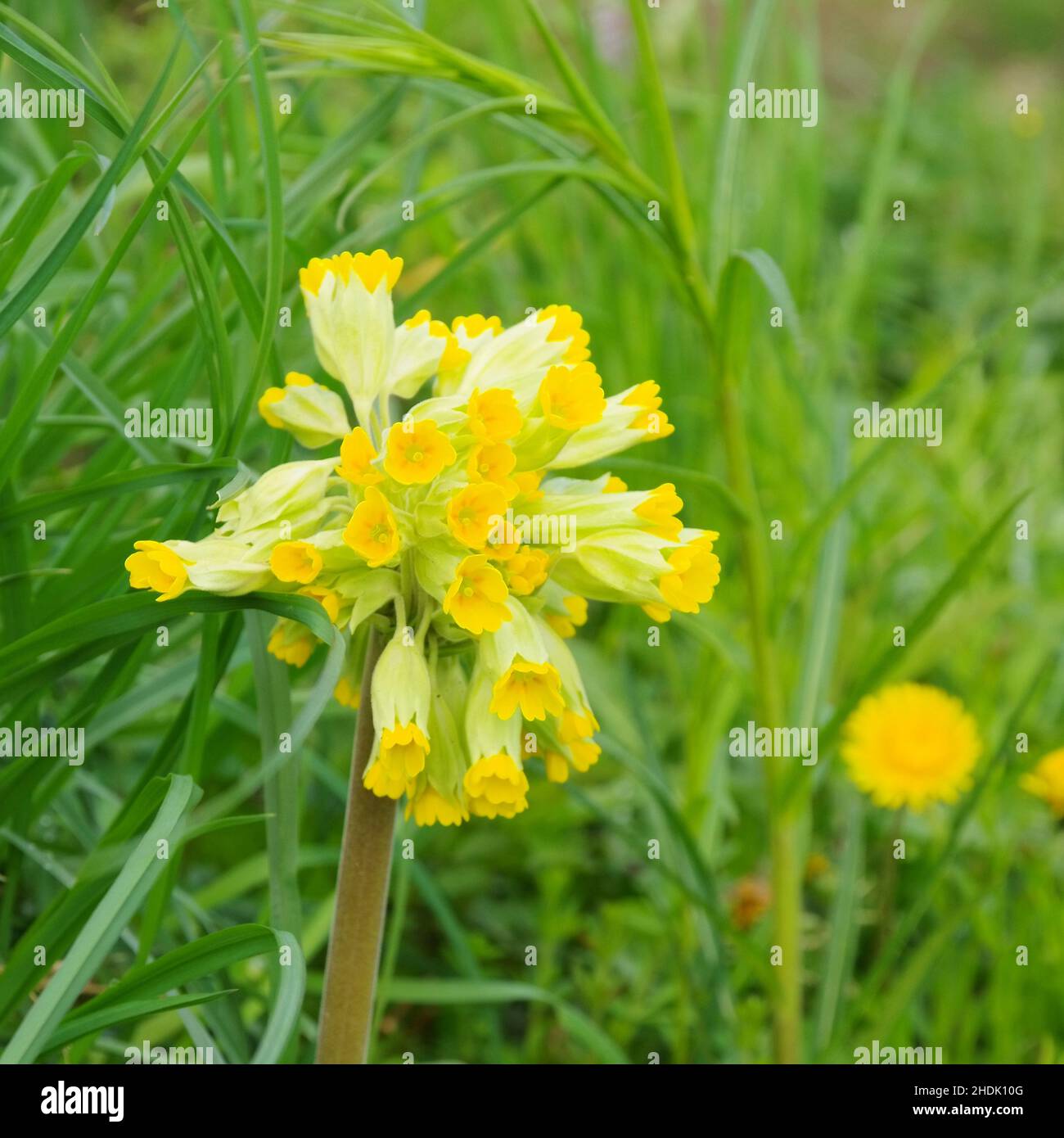 Cowslips in a meadow hi-res stock photography and images - Alamy