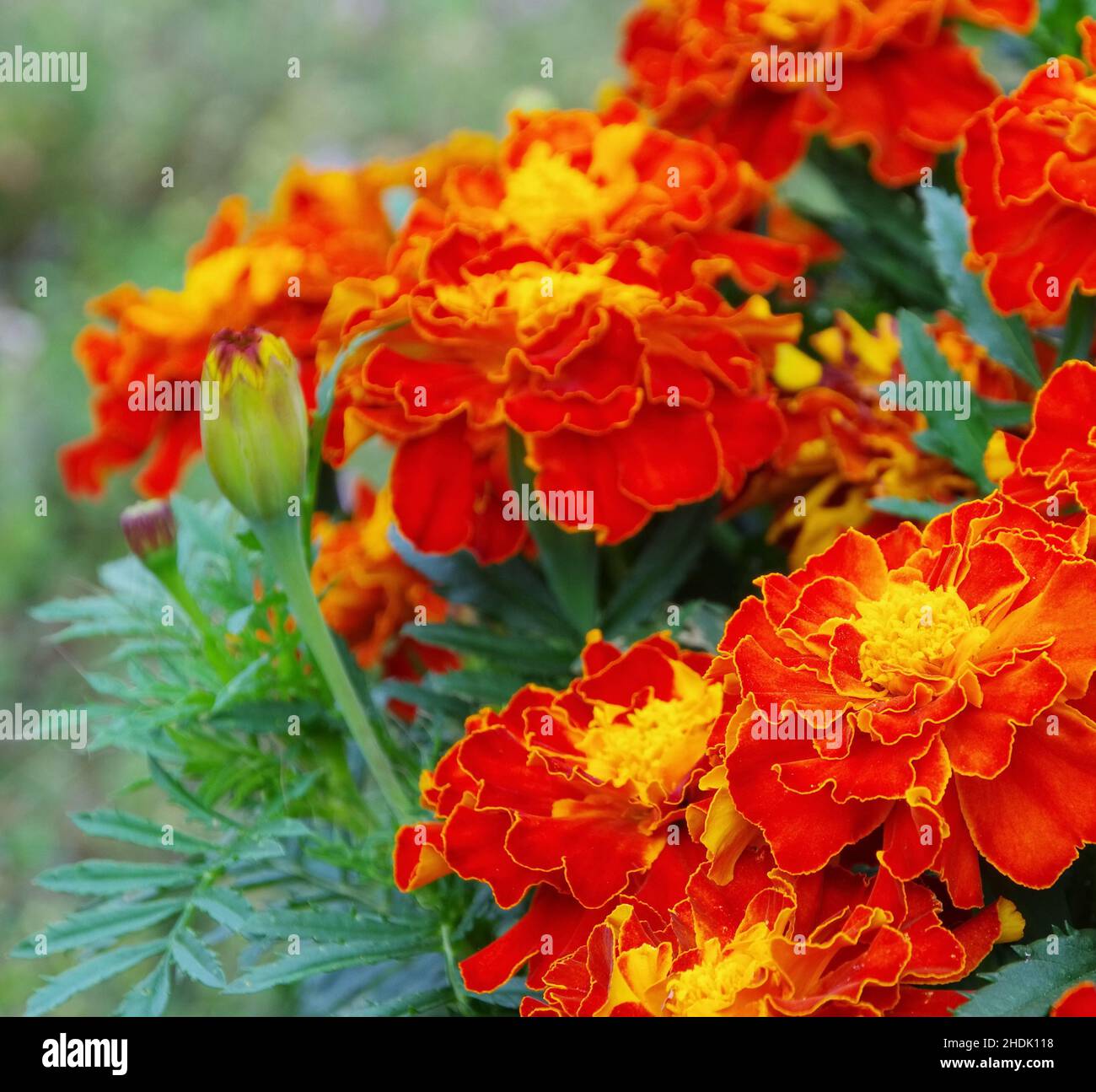 Warm colors of marigolds hi-res stock photography and images - Alamy