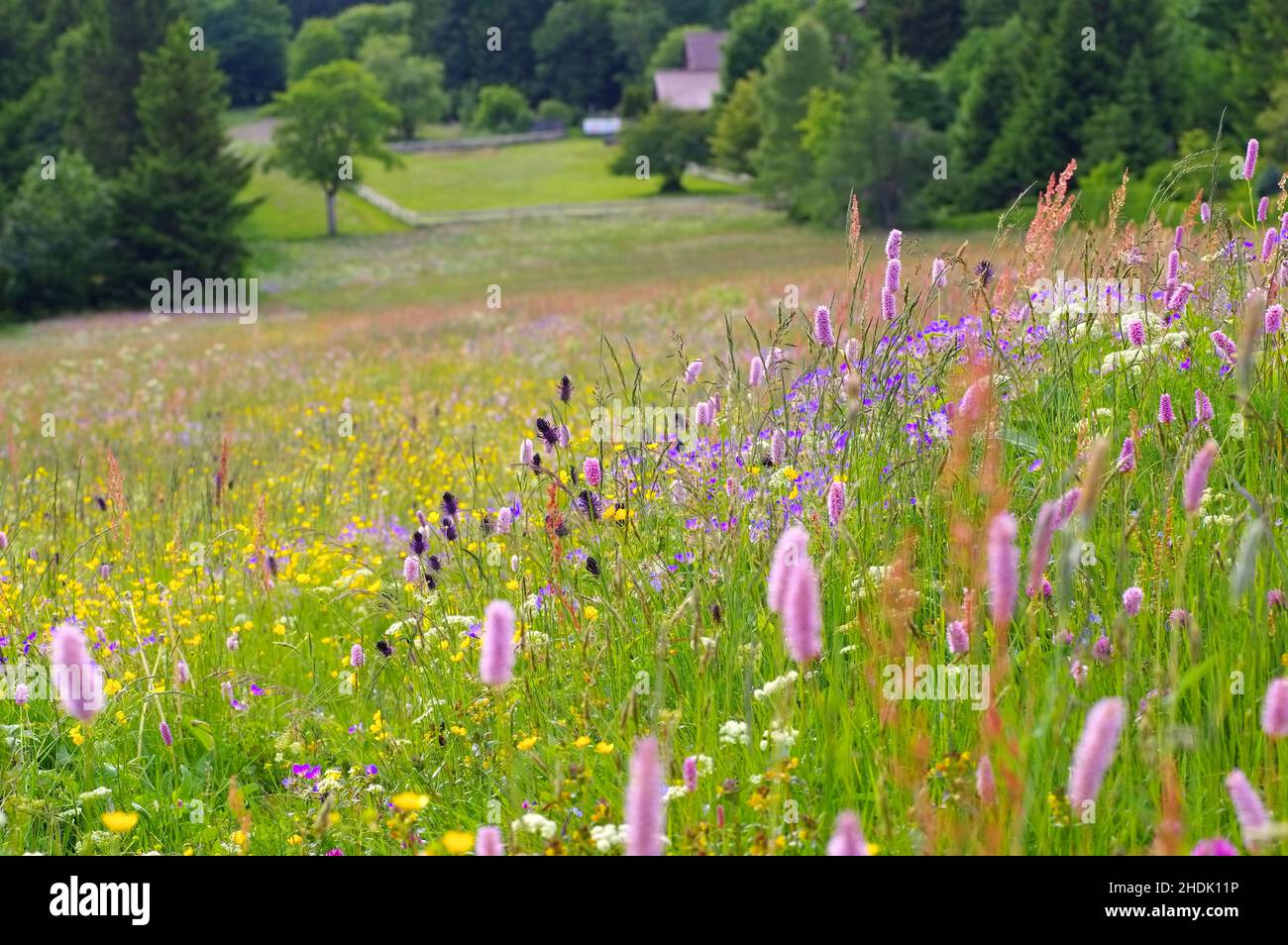 flower meadow, wild flower, knotweed, persicaria bistorta, flower ...