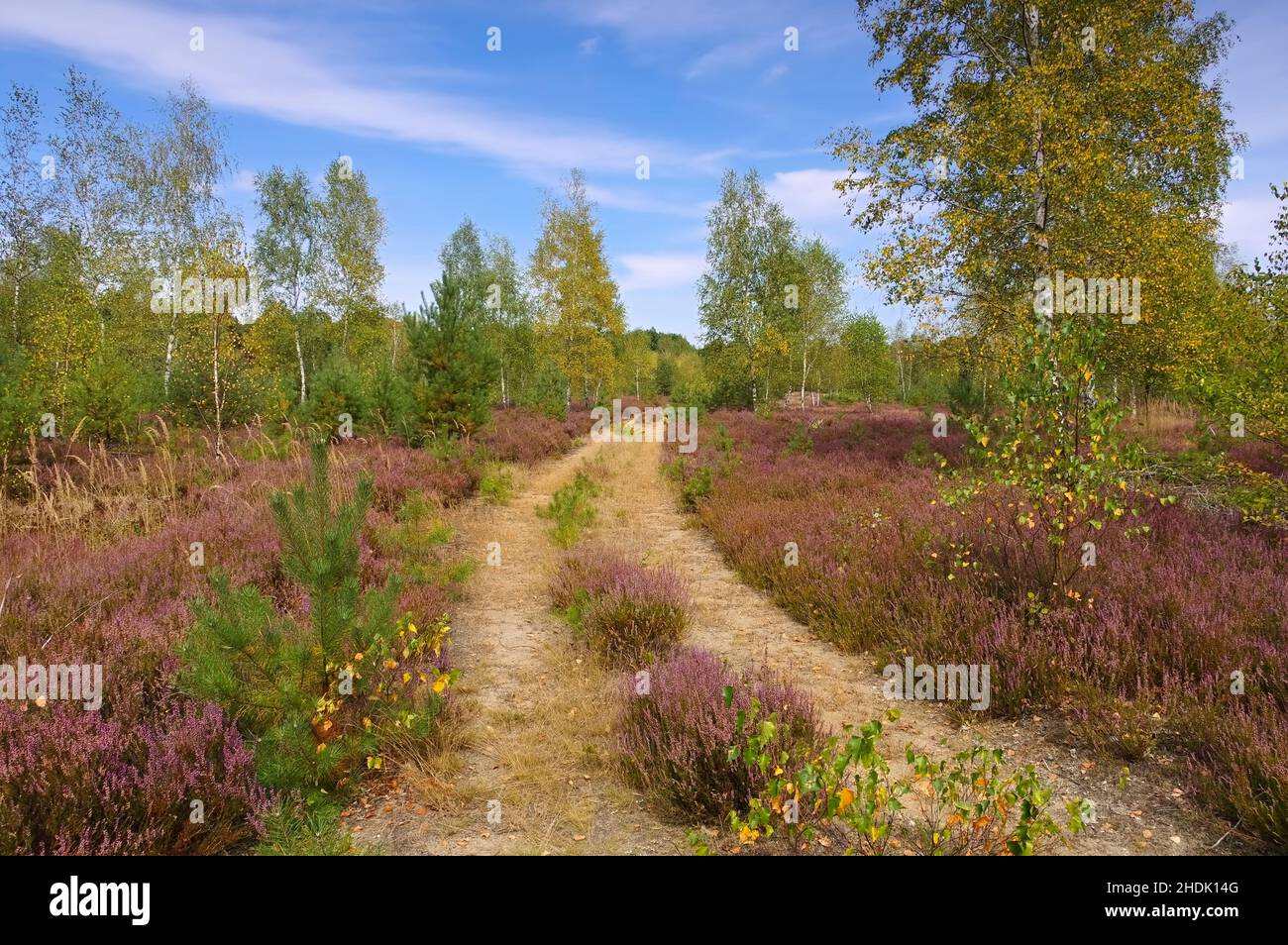Heath or moorland hi-res stock photography and images - Alamy