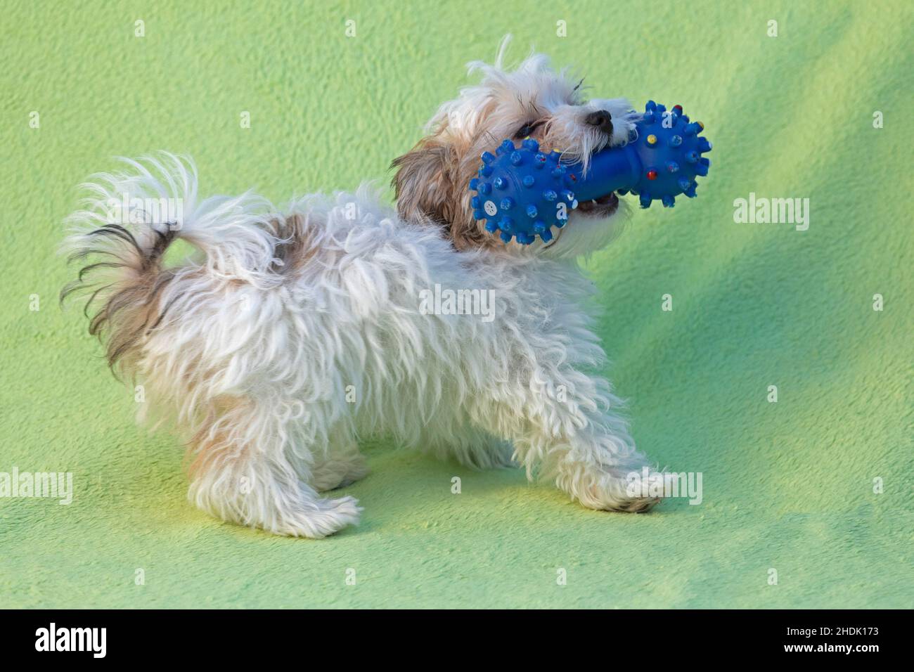 Bolonka Zwetna toy dog pup playing with chew toy, Germany Stock Photo ...
