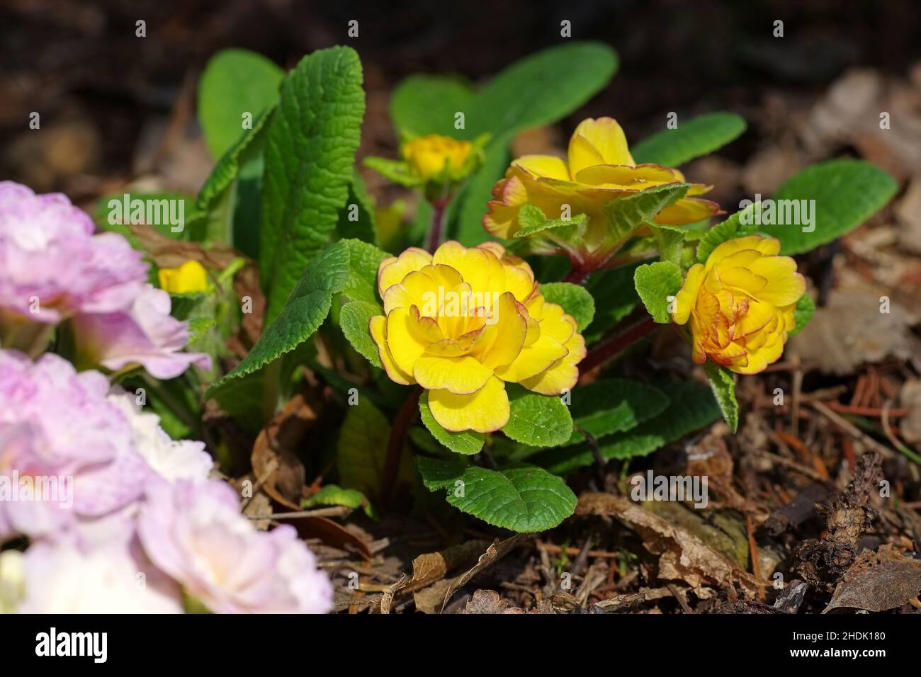 Primrose leaf hi-res stock photography and images - Alamy