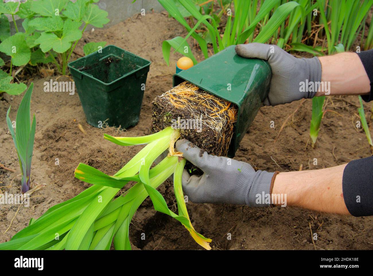 gardening, planting, day lily, plant care, tending of plants, day ...