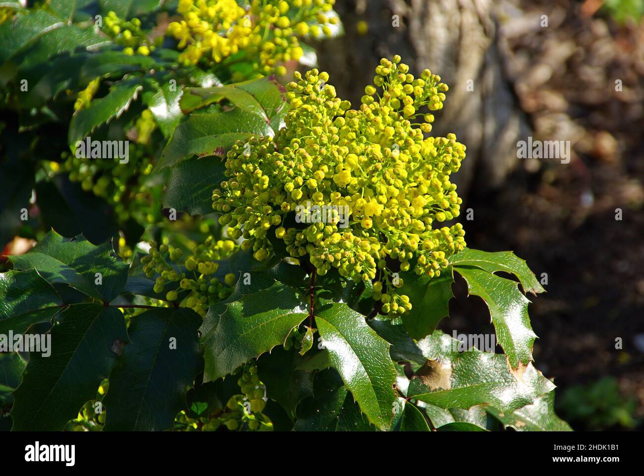 Mahonias hi-res stock photography and images - Alamy