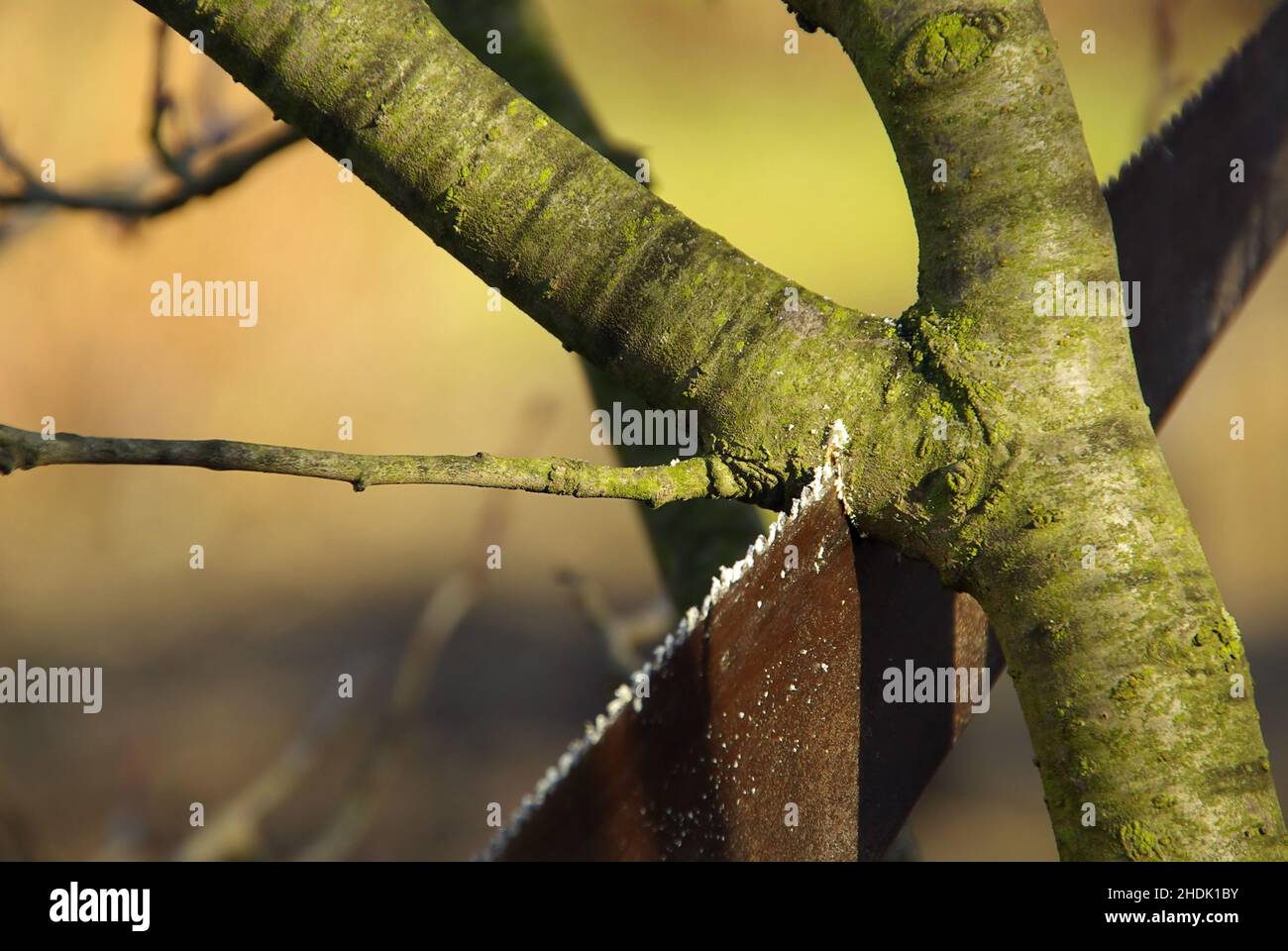 saw, pruning, fruit tree section, saws Stock Photo - Alamy