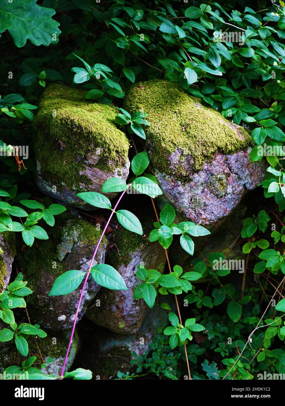 Background of moss and vines hi-res stock photography and images - Alamy