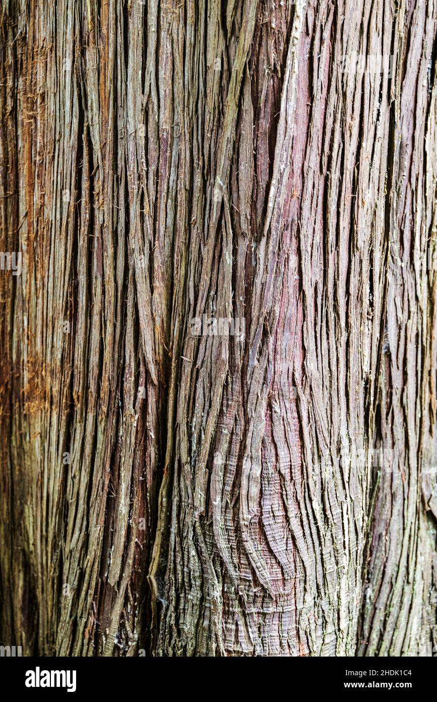 Japanese tree of life hi-res stock photography and images - Alamy