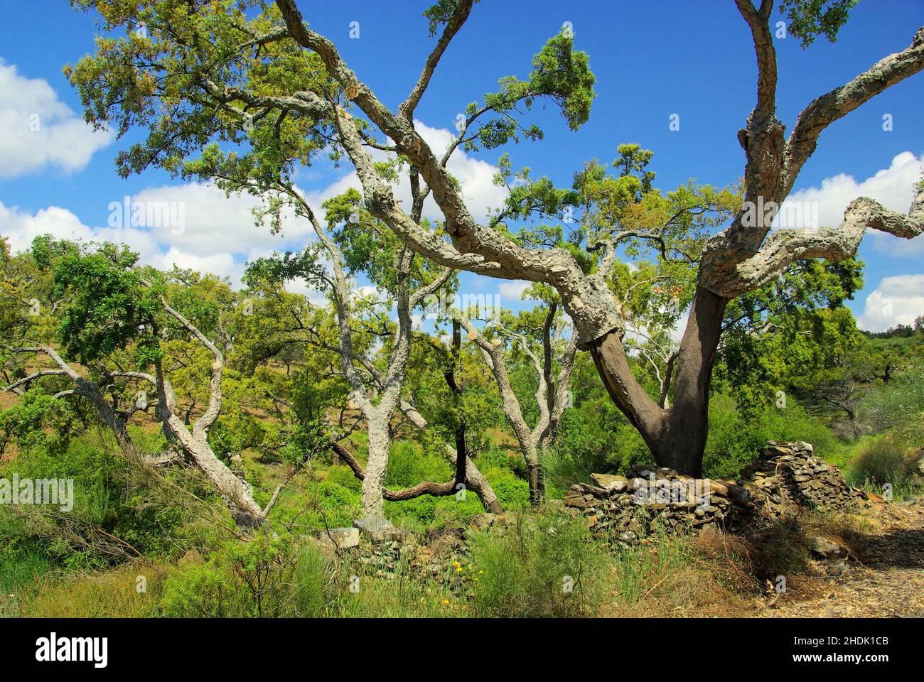 landscape, cork oak, landscapes, rural, rural scene, scene, scenery ...
