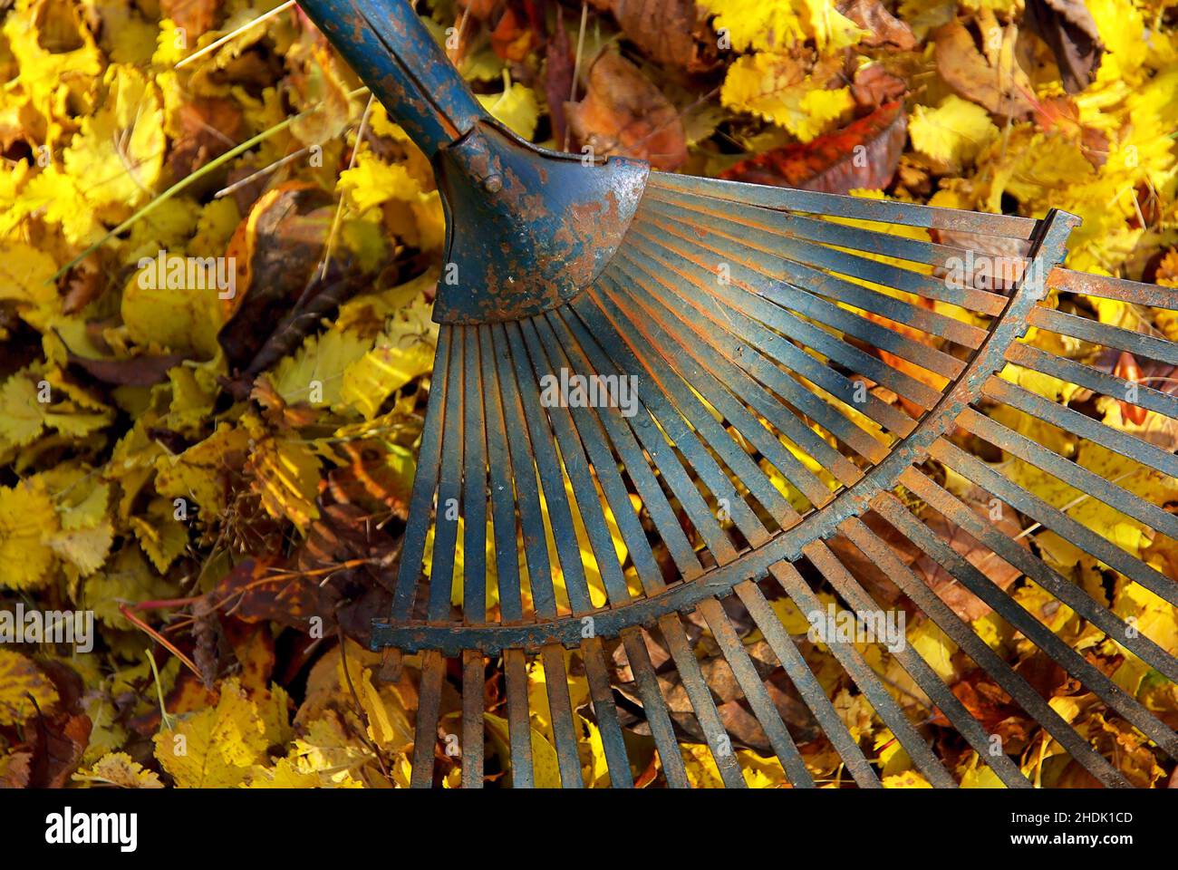 rake, broom, rakes, brooms Stock Photo - Alamy