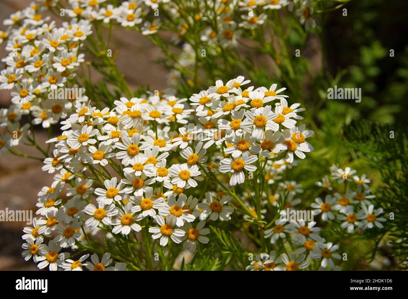 Feverfew wildflowers hi-res stock photography and images - Alamy
