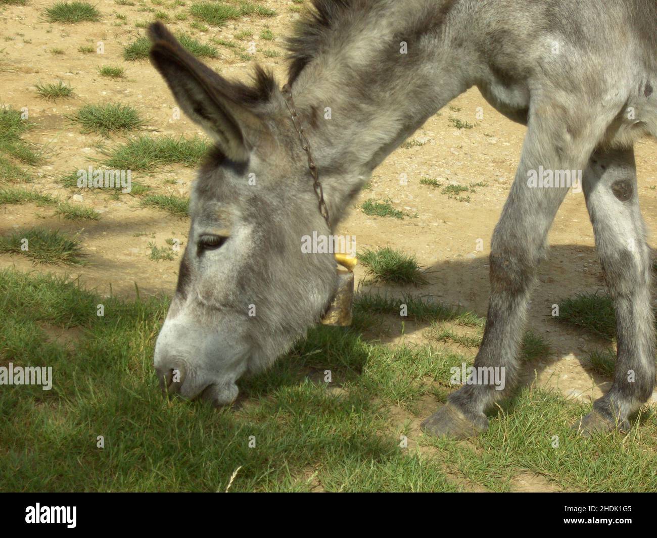 Donkey feeding hi-res stock photography and images - Alamy