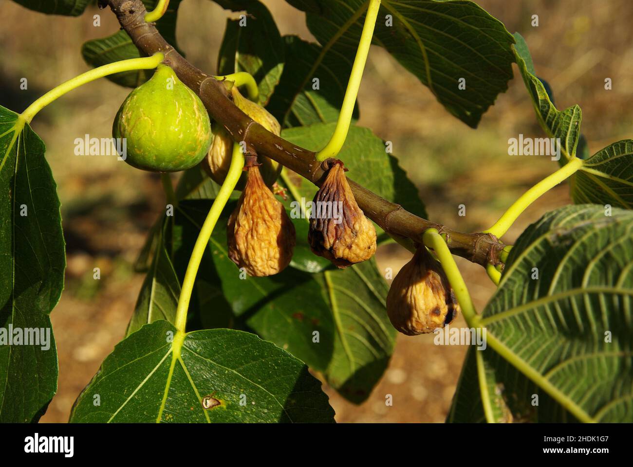 Withered fig tree hi-res stock photography and images - Alamy