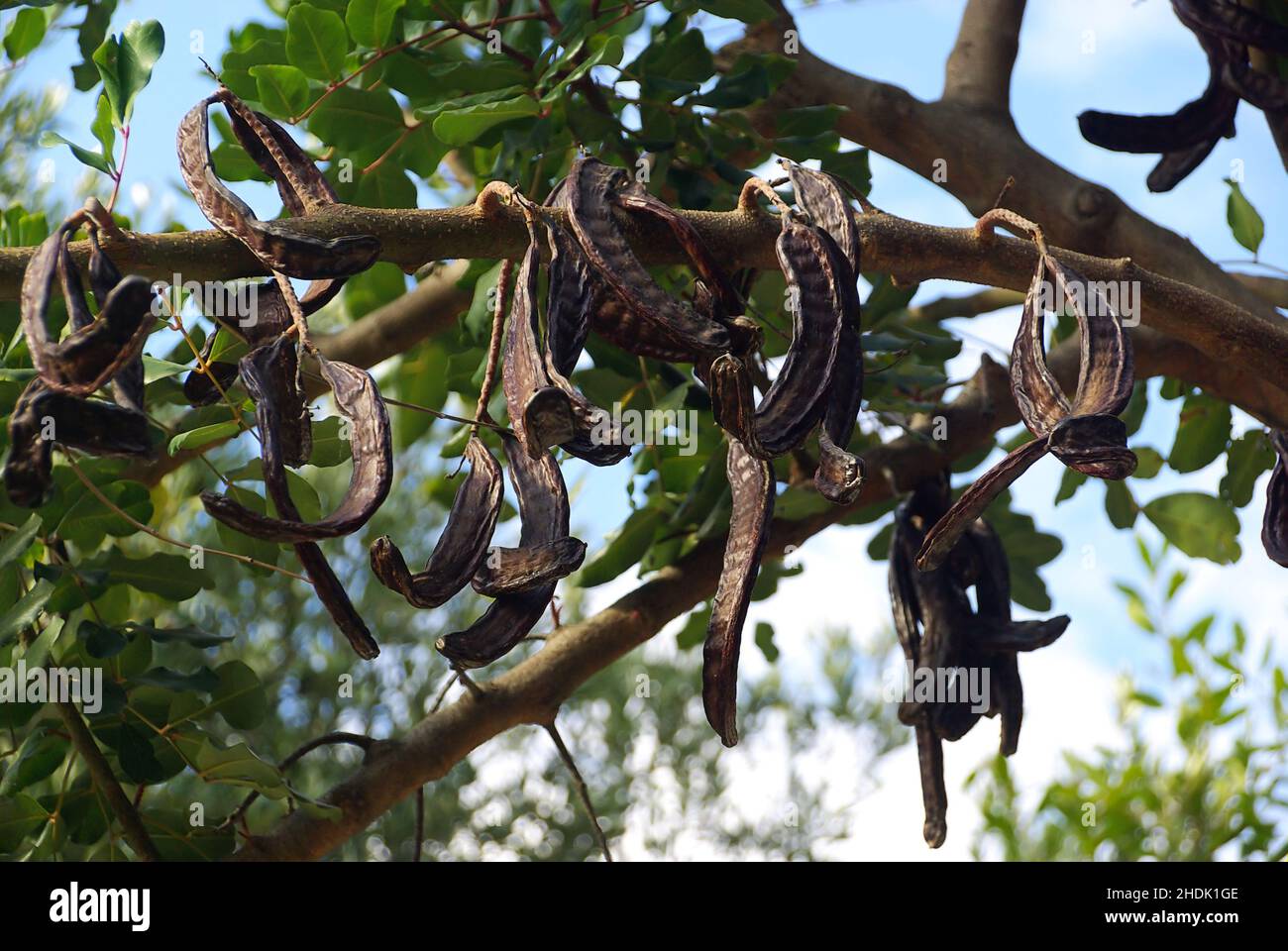 locust tree, carob trees Stock Photo - Alamy