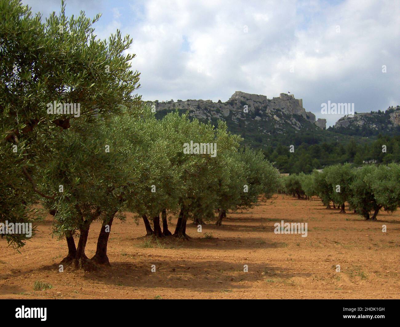 olive tree, olive grove, olive trees, olive groves Stock Photo - Alamy