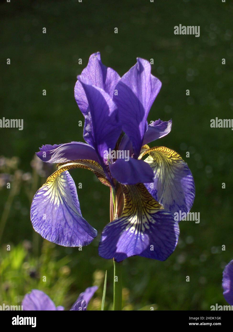 Sword lily plants hi-res stock photography and images - Alamy