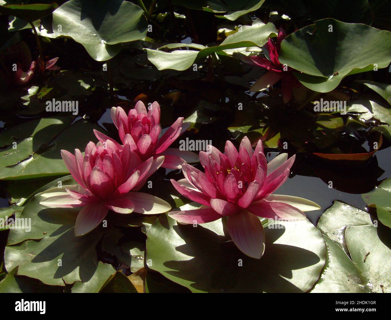water lily, nymphaea, water lilies, waterlilie, waterlilies, nymphaeas ...
