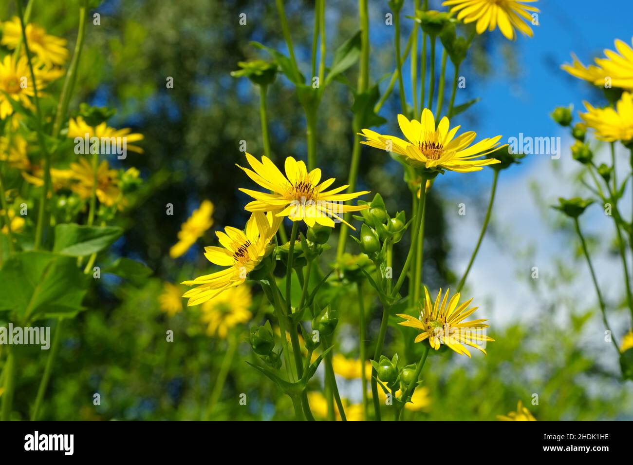 compass plant, compass plants Stock Photo - Alamy