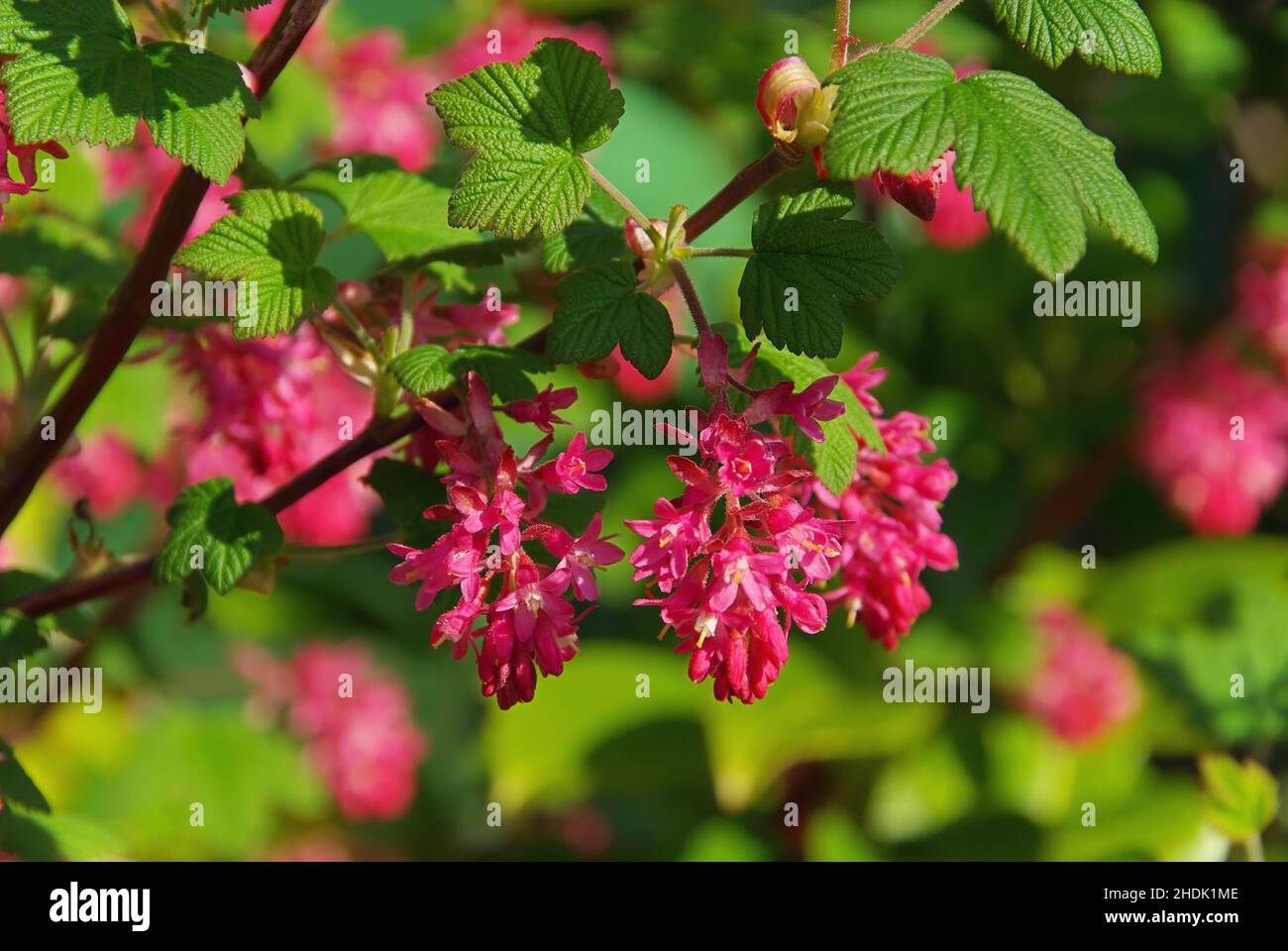 Blood currants hi-res stock photography and images - Alamy