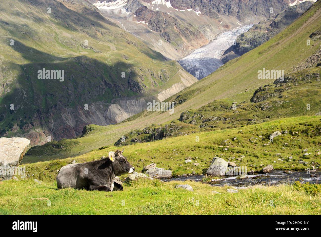 cow, european alps, alp, alp cow, cows, alps, alp cows Stock Photo - Alamy