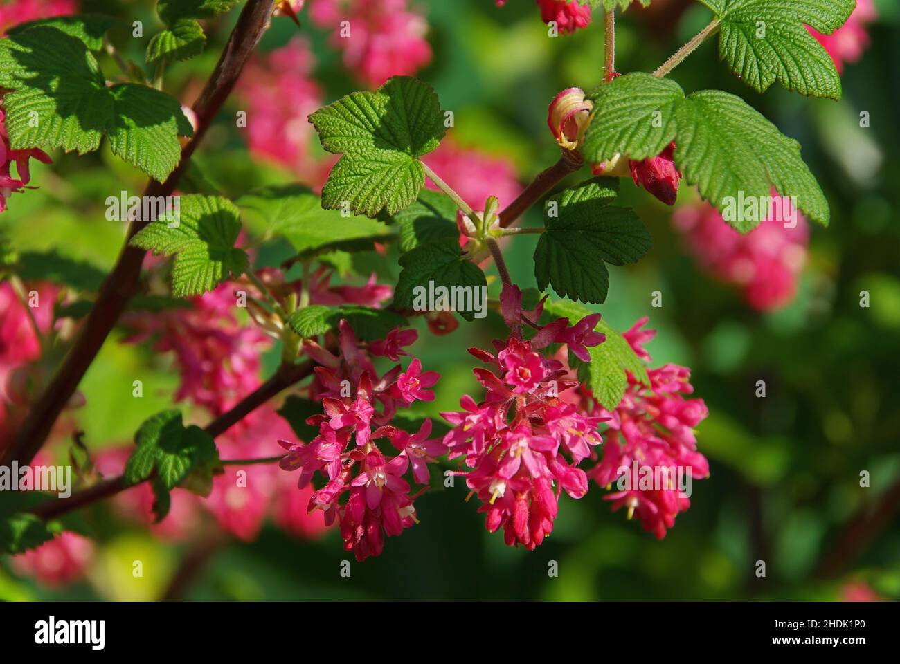 Blood currants hi-res stock photography and images - Alamy