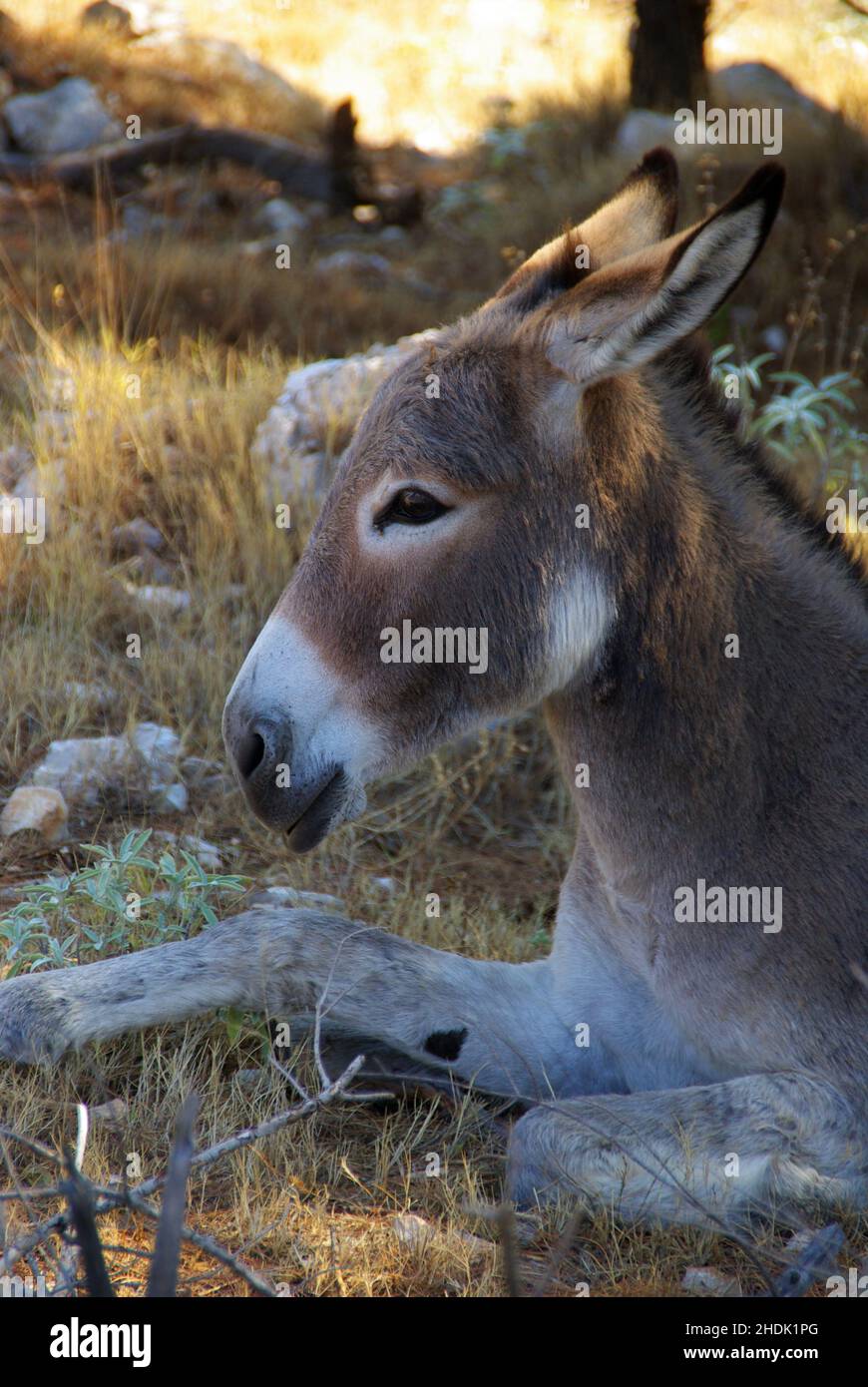 Donkey lying down hi-res stock photography and images - Alamy