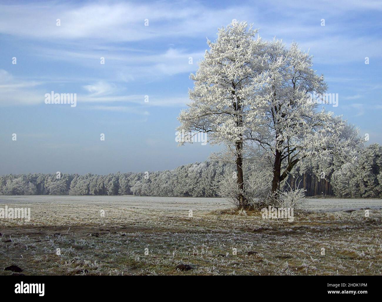 tree, field, winter, rime, trees, fields, winters, rimes Stock Photo ...