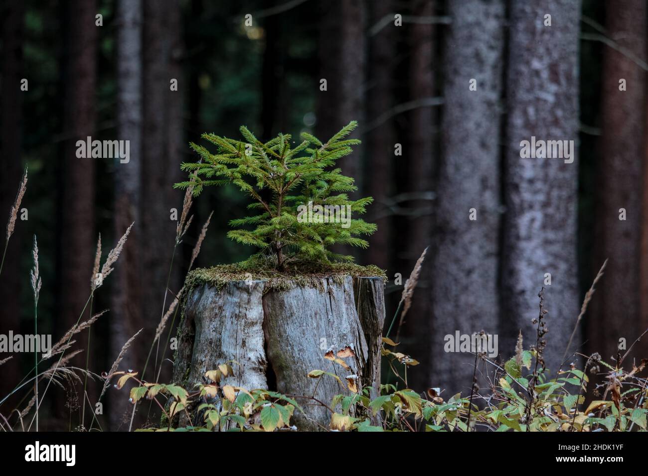 Old dark spruce forest hi-res stock photography and images - Alamy