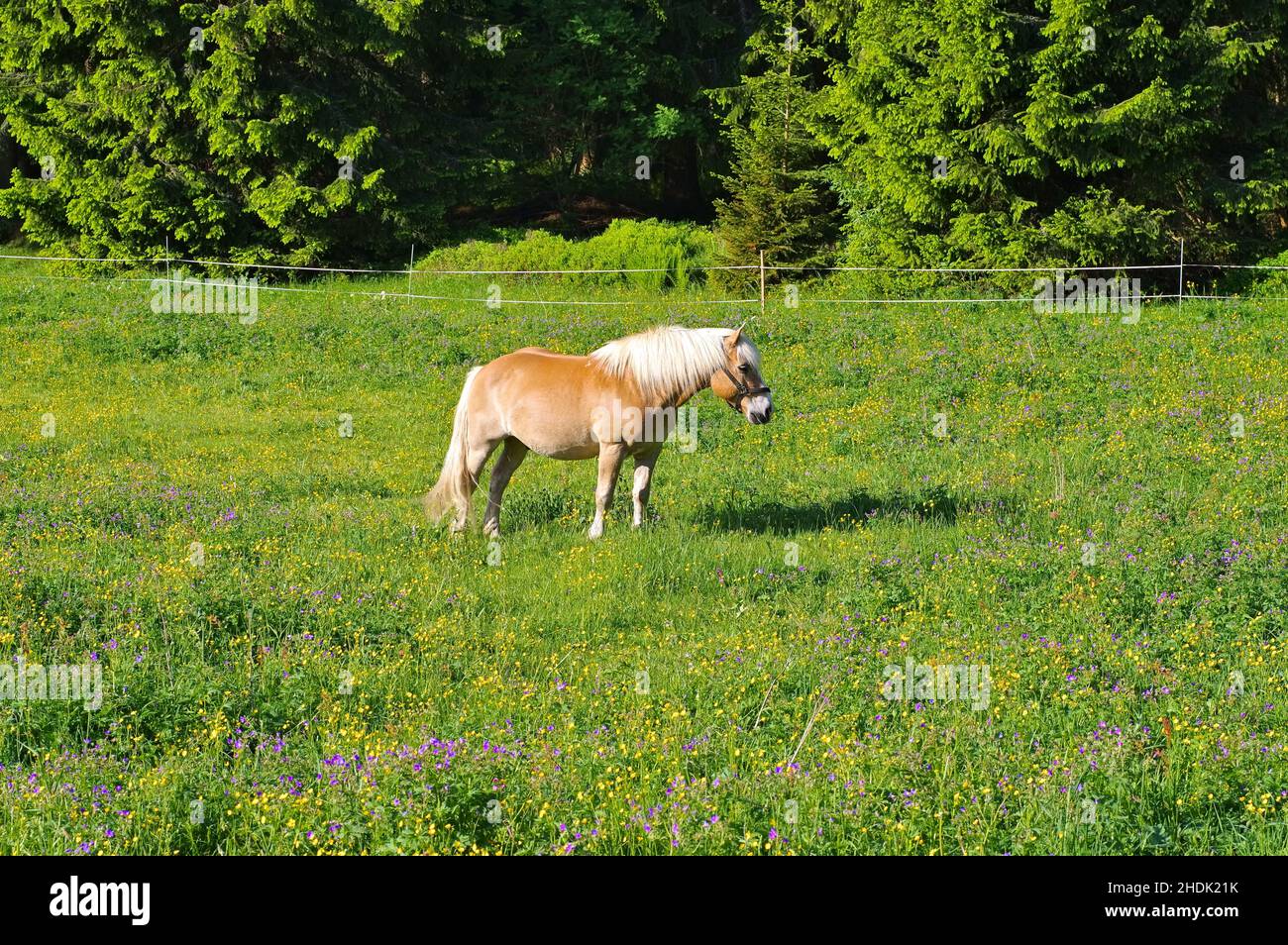 horse, haflinger, horses, haflingers Stock Photo - Alamy