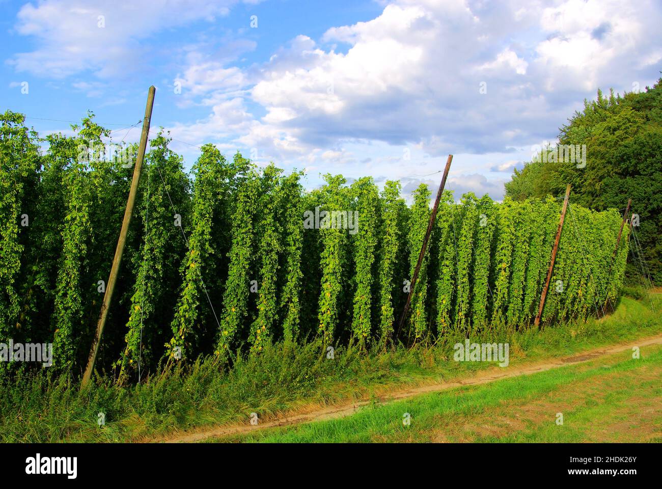 hop, hop field, hops, hop fields Stock Photo - Alamy